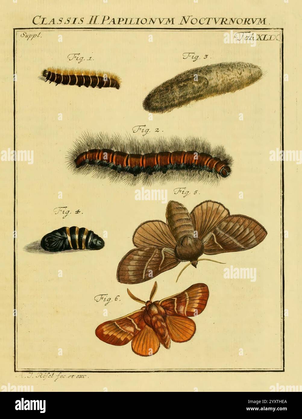 Lower section presents two vibrant moths hi-res stock photography and ...