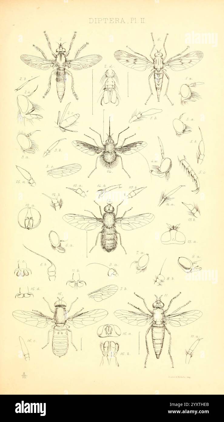 Distinctive anatomical structures hi-res stock photography and images ...
