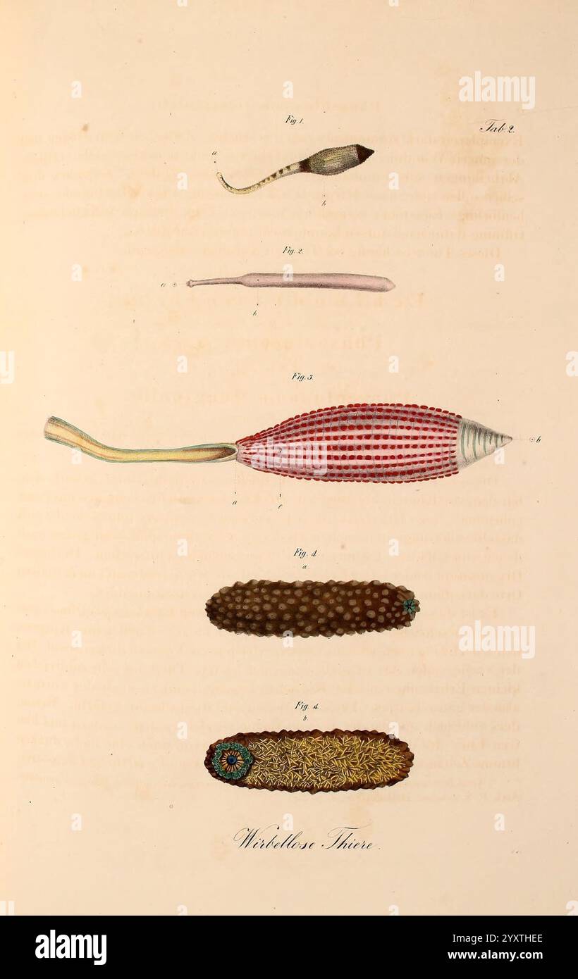 Elongated forms transitioning hi-res stock photography and images - Alamy