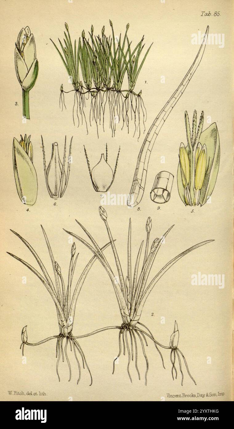 Journal of Botany, British and Foreign. London, Robert Hardwicke, 1863 ...