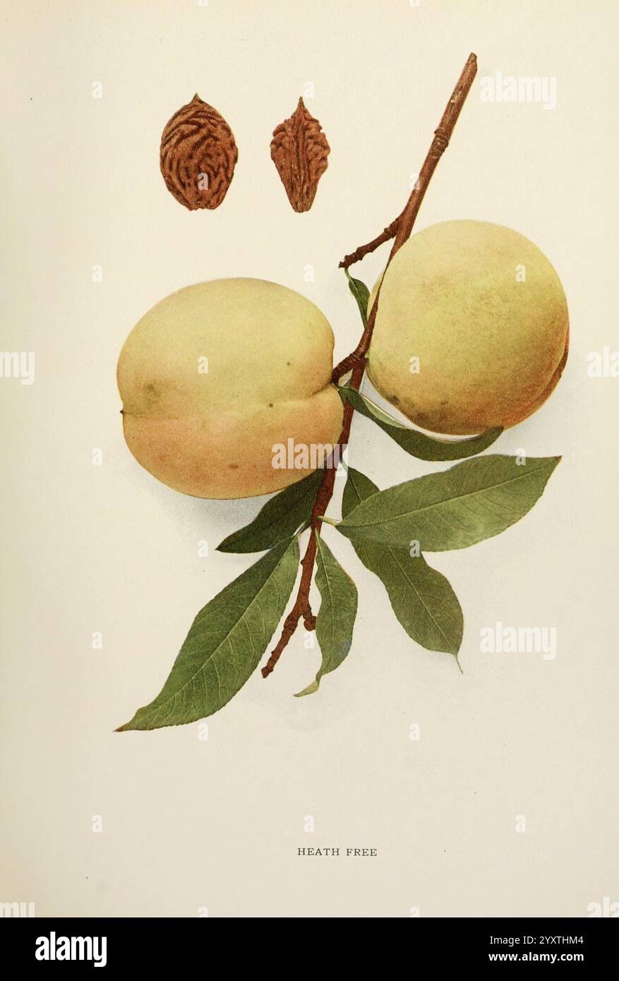 Two peach pits hi-res stock photography and images - Alamy