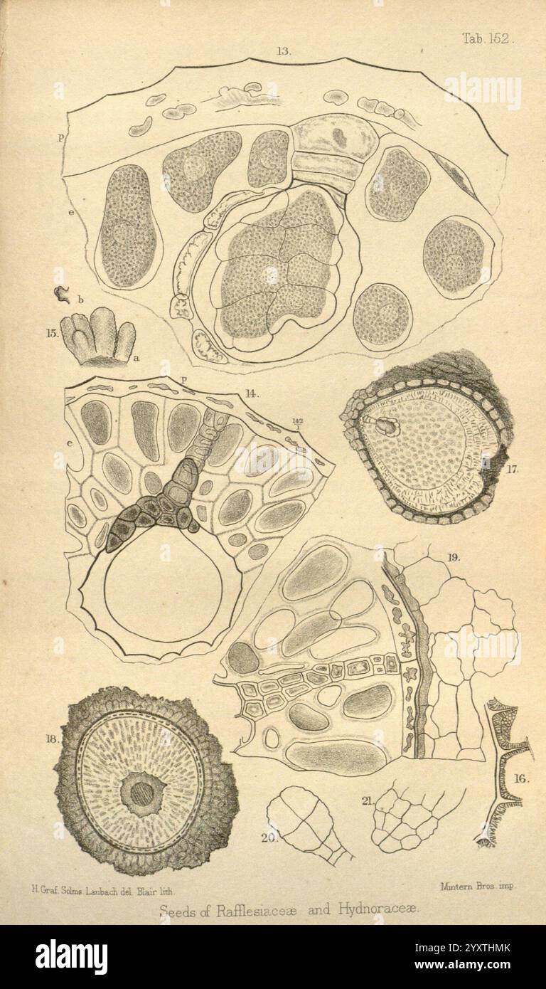 Botanical cross sections highlighting hi-res stock photography and ...