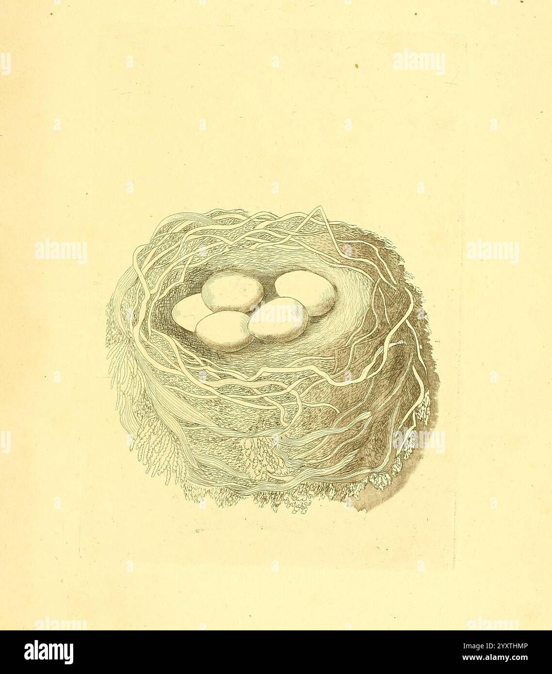 Nest cradles hi-res stock photography and images - Alamy