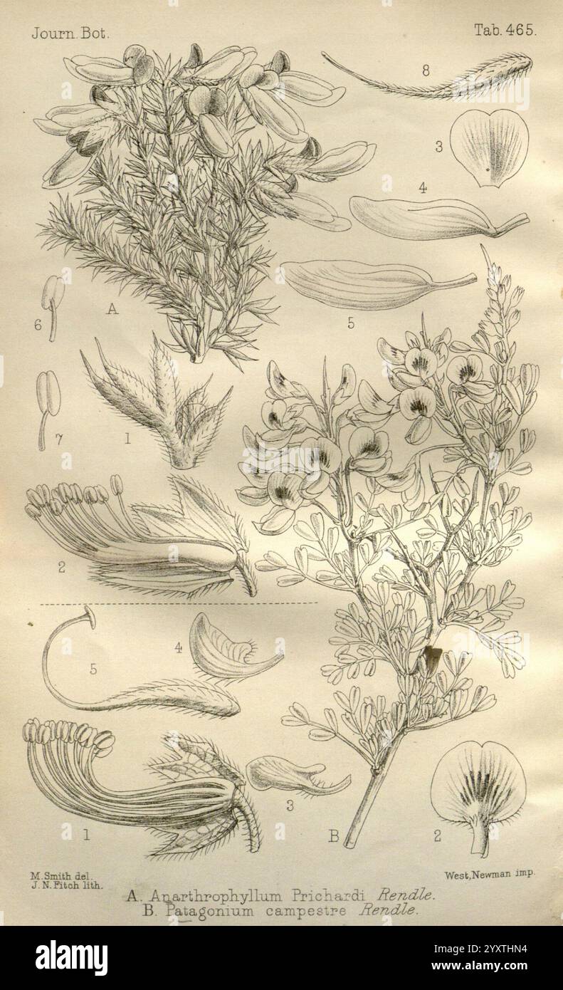 Artwork features distinct anatomical structures hi-res stock ...