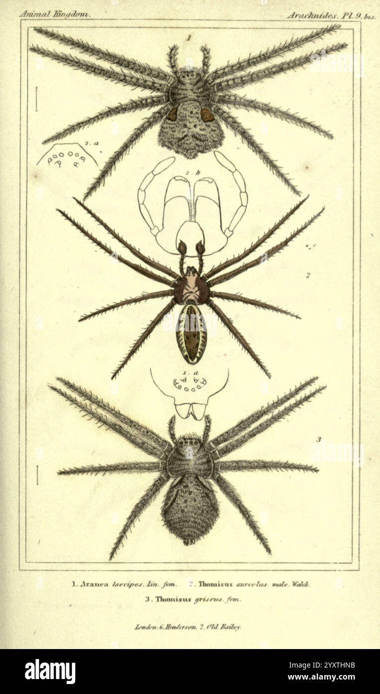 Highlighting key physical traits hi-res stock photography and images ...
