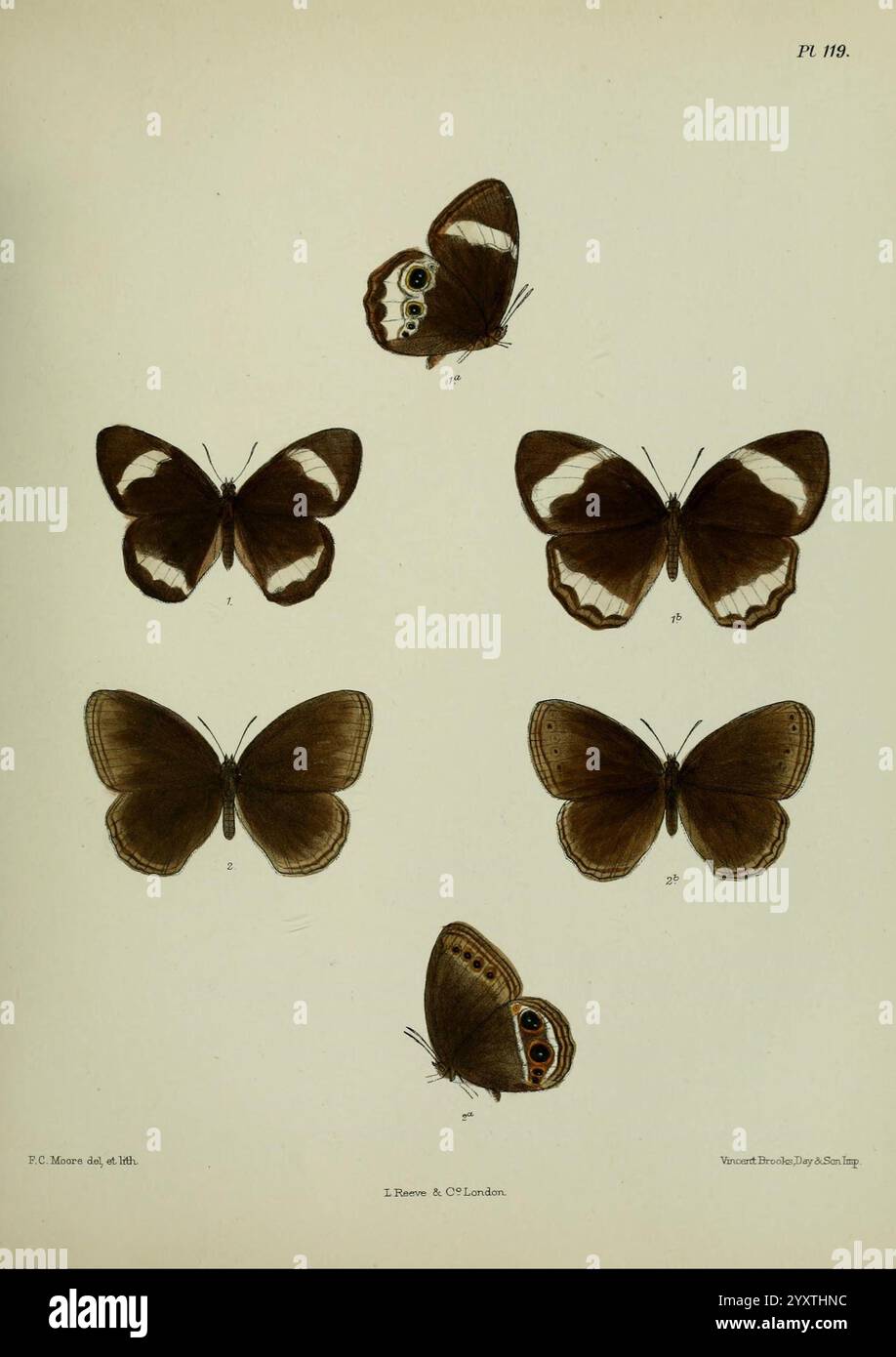 First butterfly features hi-res stock photography and images - Alamy