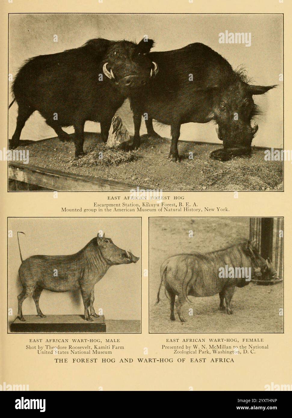 Life-histories of African game animals New York, C. Scribner's Sons ...