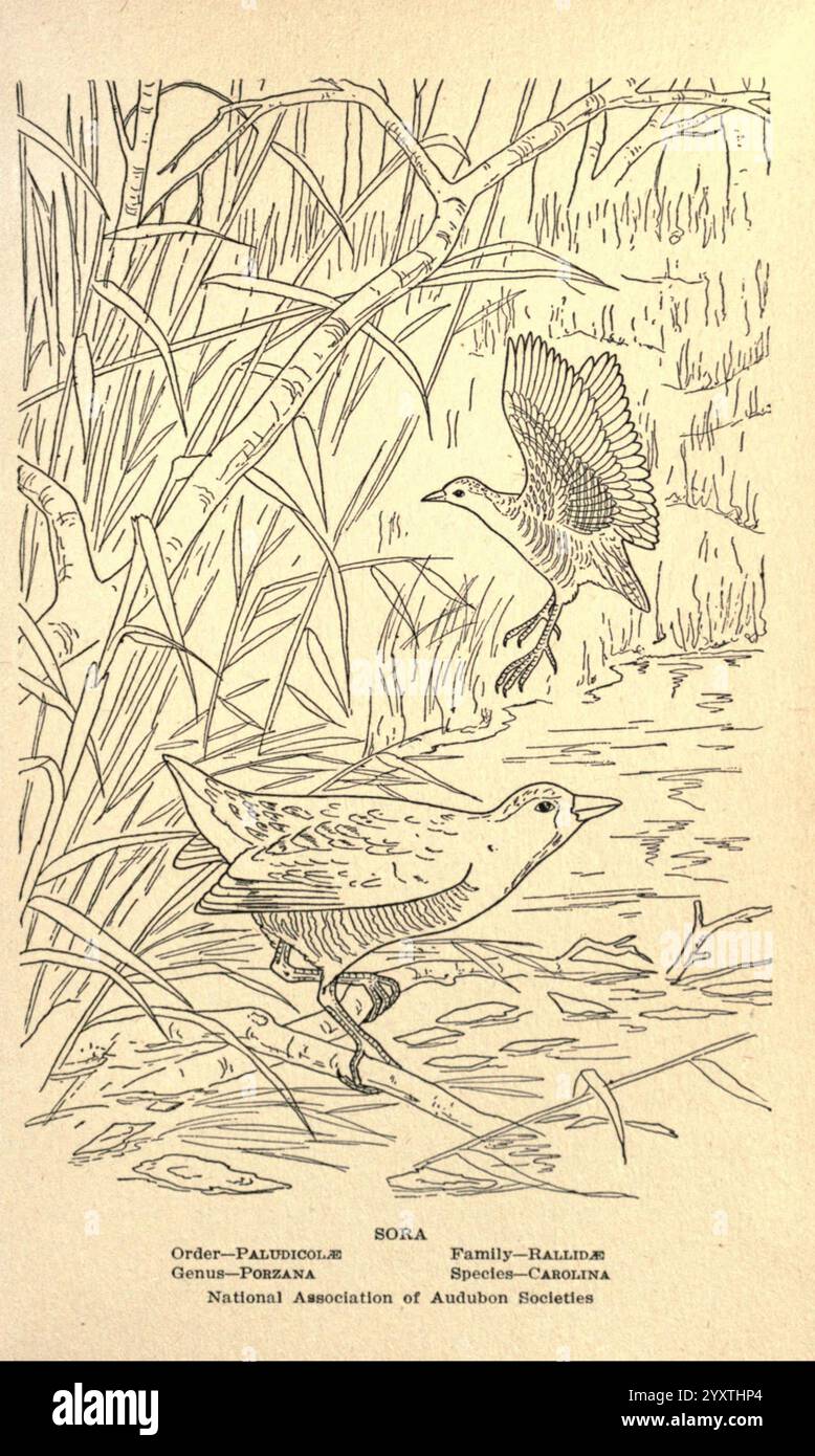 Two sora birds hi-res stock photography and images - Alamy