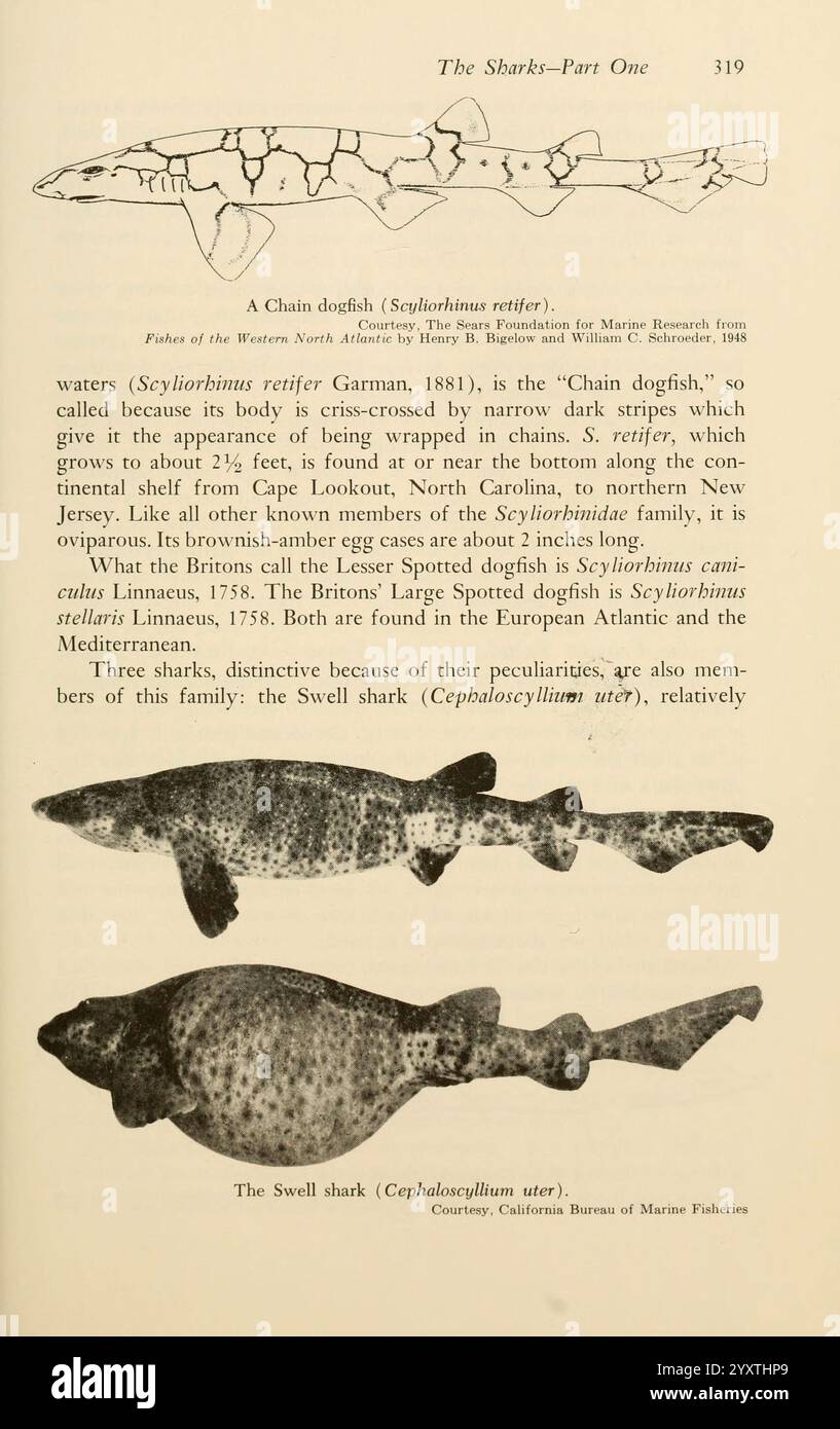Cephaloscyllium ventriosum scyliorhinus retifer hi-res stock ...