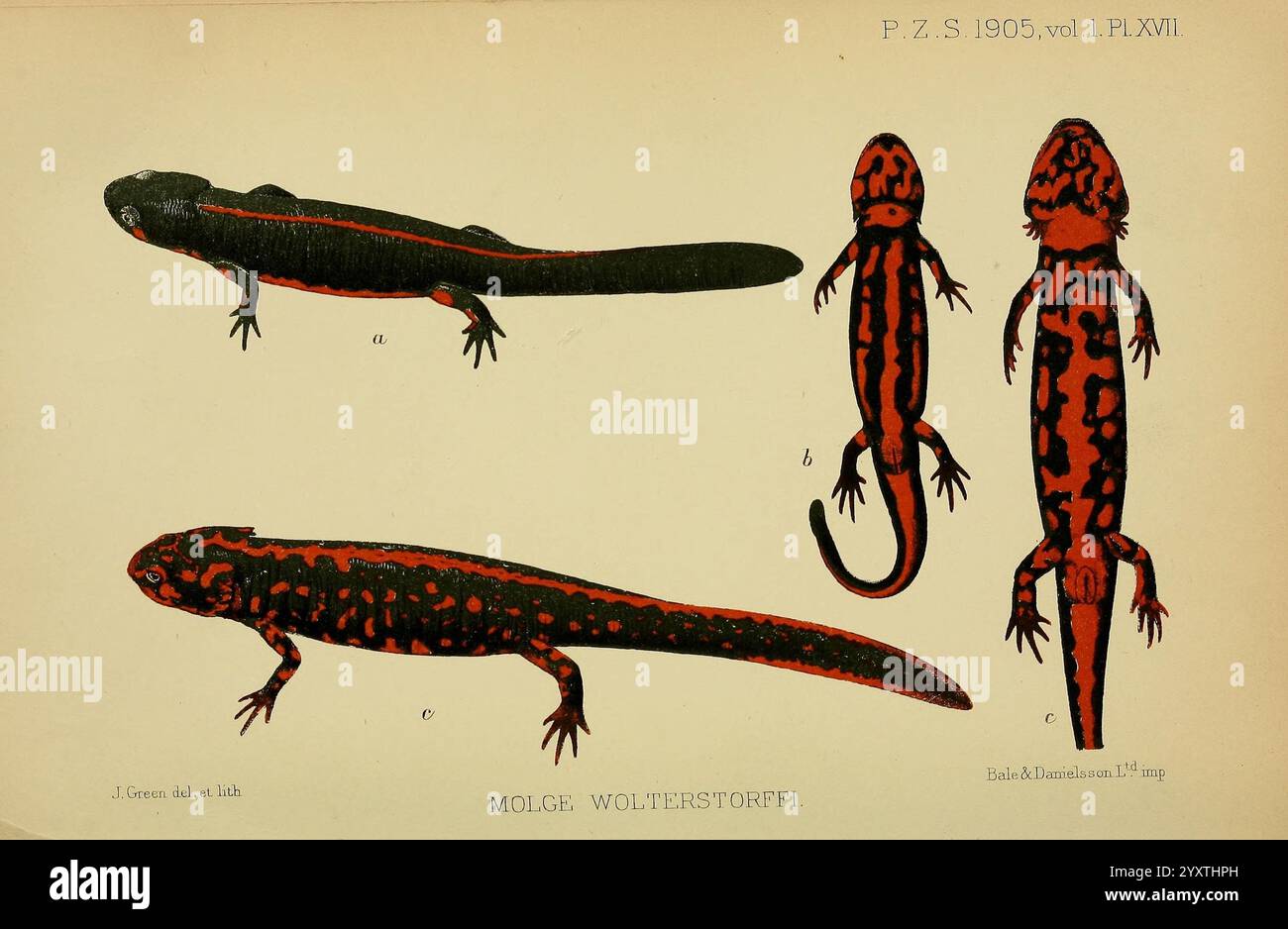 Four distinct species of salamanders hi-res stock photography and ...