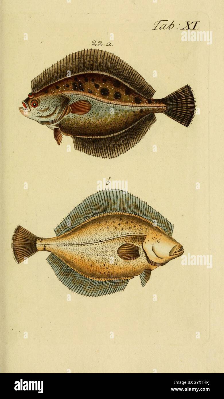 Abbildung, und, Beschreibung, der, Fische, Nürnberg, Samuel ...