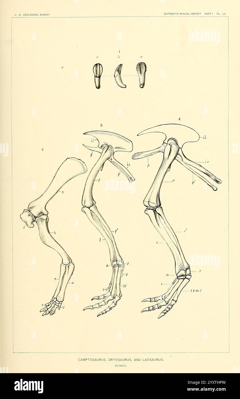Illustration displays various skeletal structures hi-res stock ...