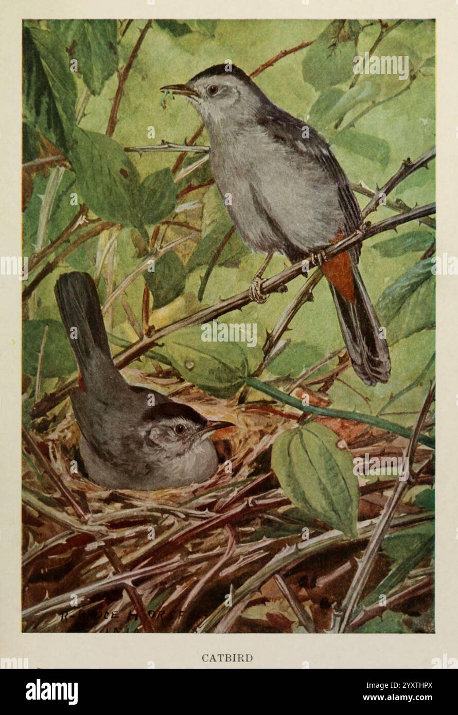Bird biographies, New York, Dodd, Mead, 1923, birds, catbird, East US ...