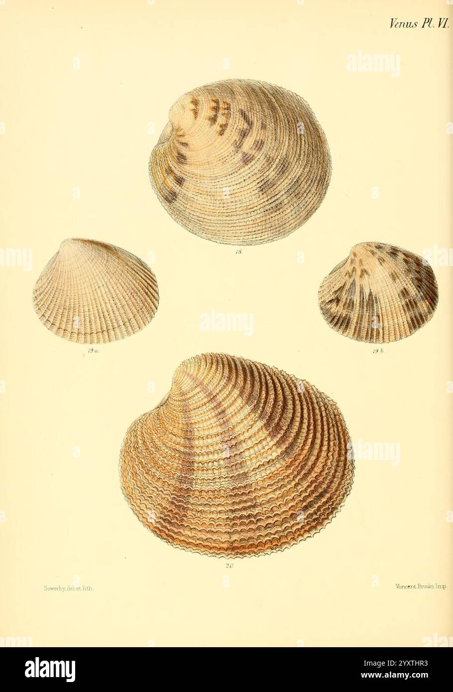 Conchologia iconica, or Illustrations of the shells of molluscous ...