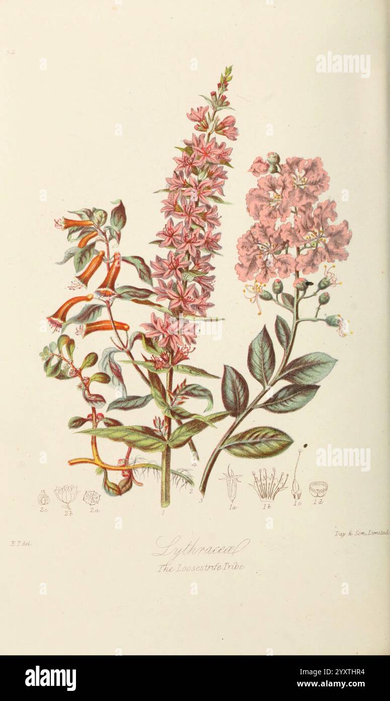 Illustrations of the natural orders of plants with groups and ...