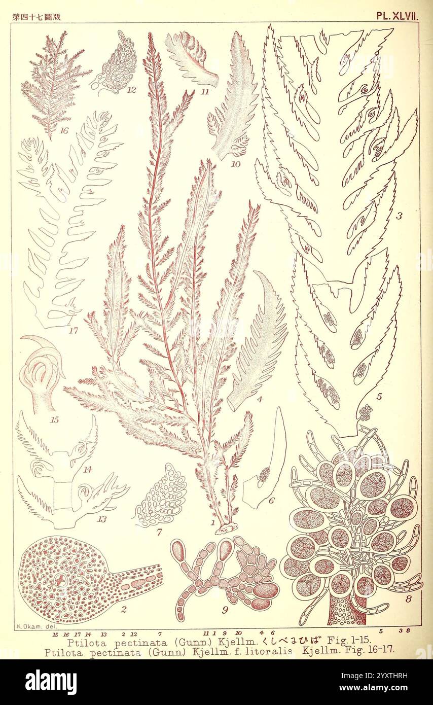 Ferns reproductive structure hi-res stock photography and images - Alamy