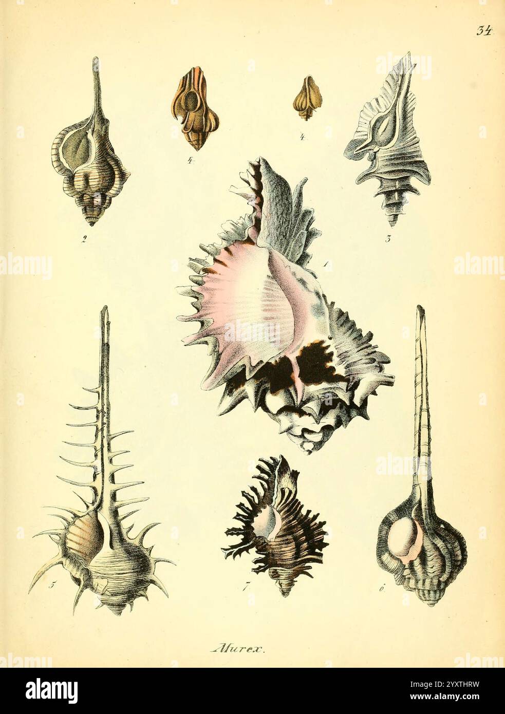 Bottom row displays two shells hi-res stock photography and images - Alamy