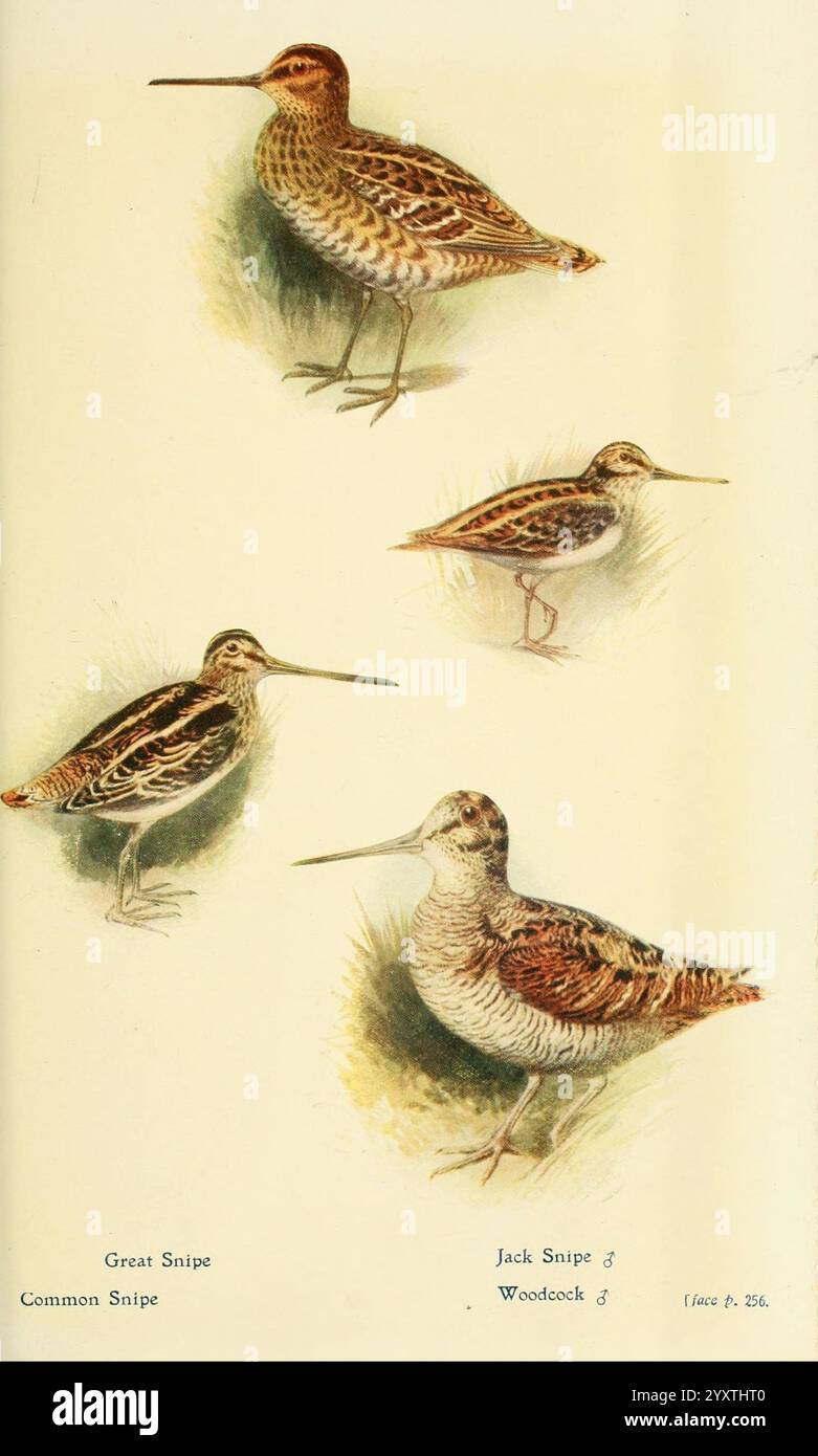 British birds in their haunts London, Dutton [1922] Great Britain ...