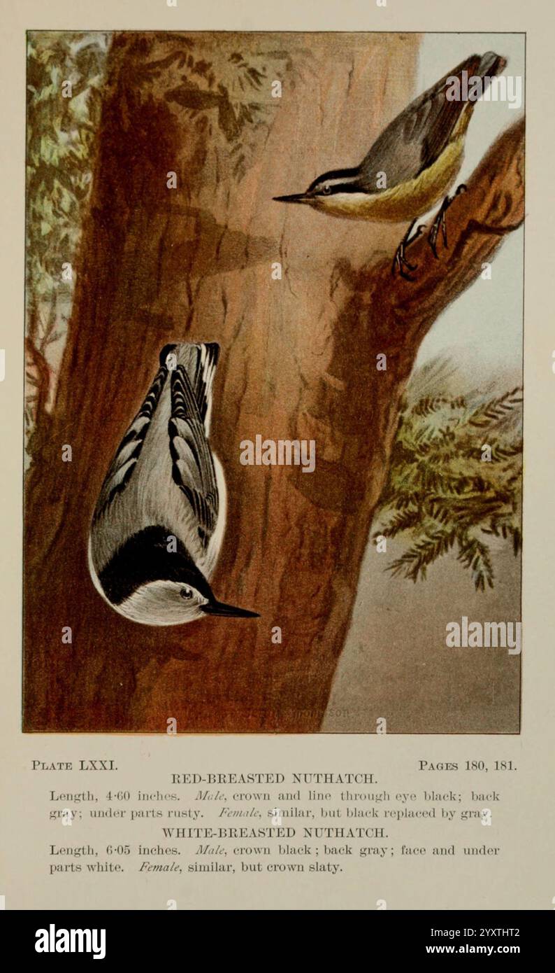 Bottom bird illustrates hi-res stock photography and images - Alamy