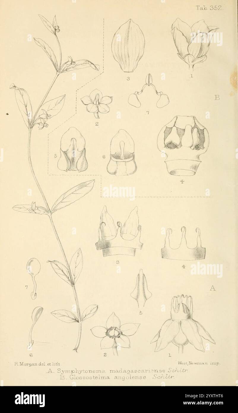 Multiple cross sectional views of plant structures hi-res stock ...