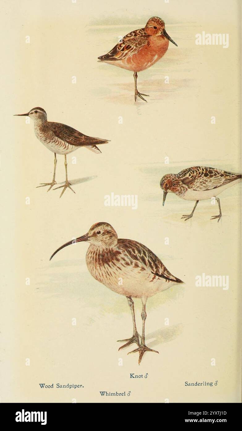 British birds in their haunts London, Dutton [1922]. Great Britain ...