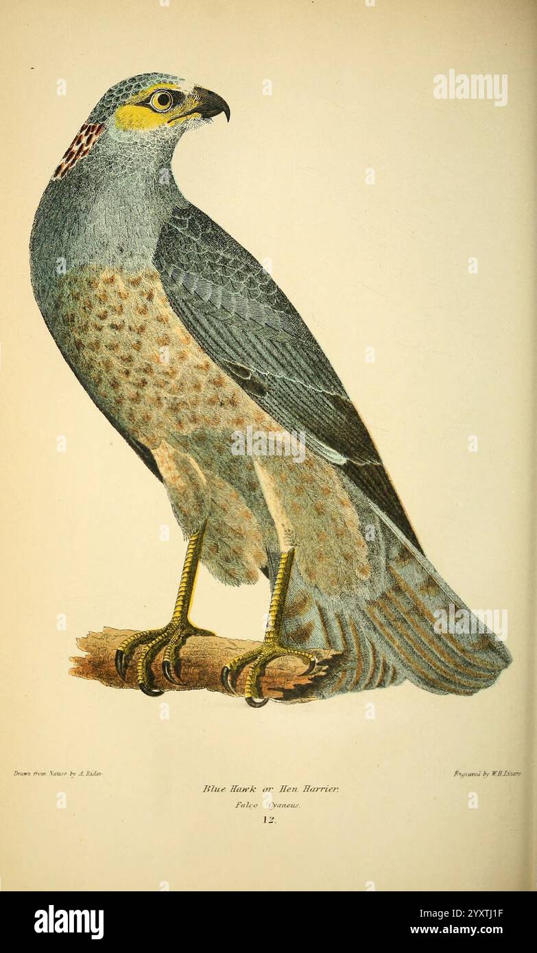 Elyse hawk hi-res stock photography and images - Alamy