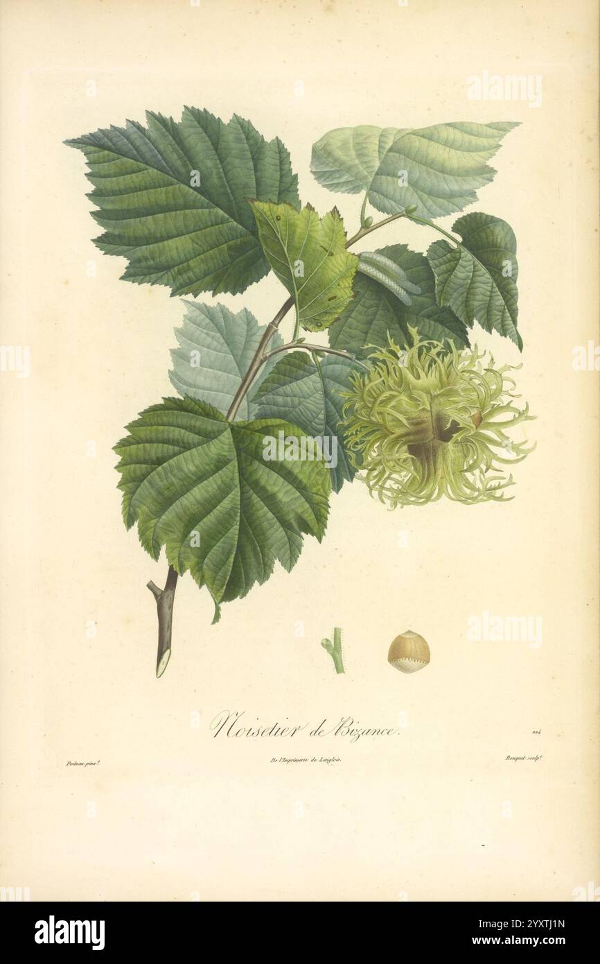 Tree identification guides hi-res stock photography and images - Alamy