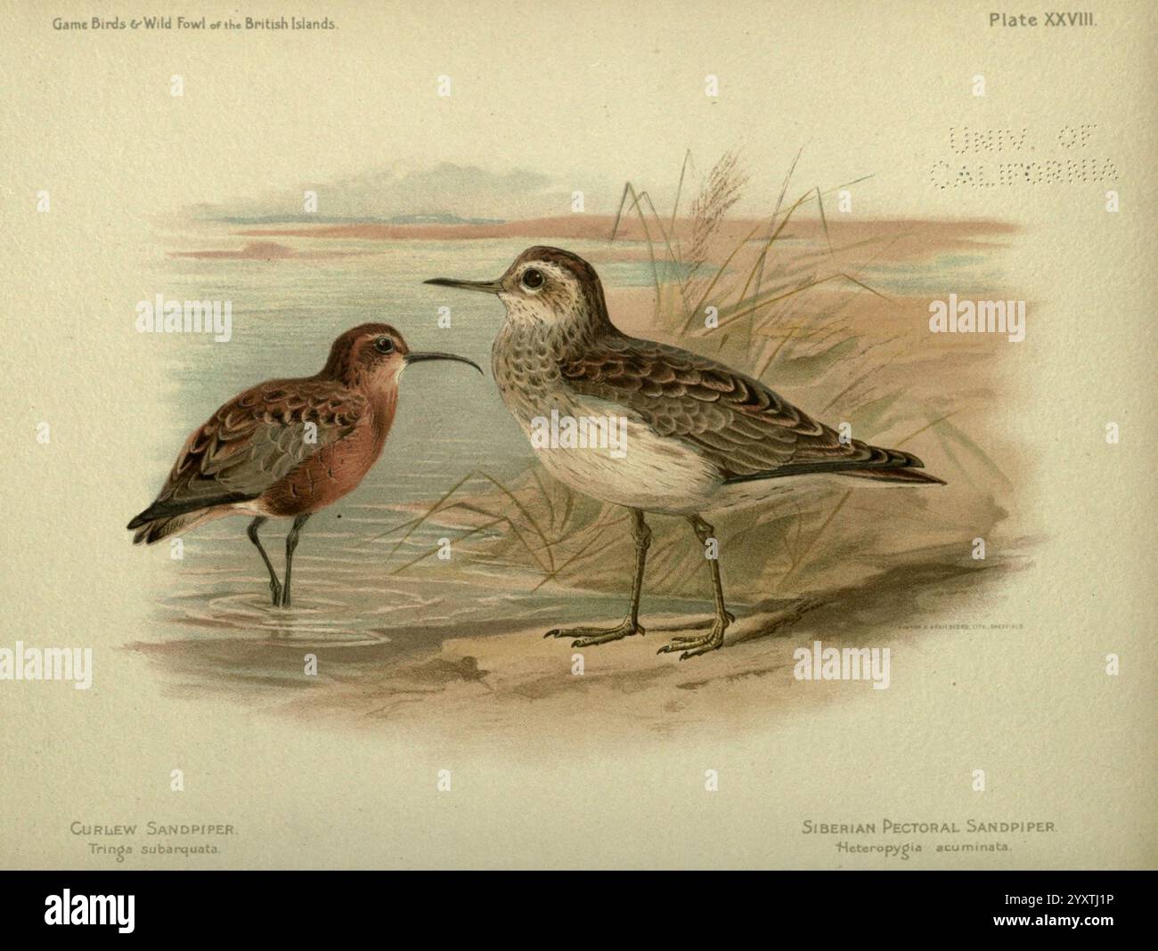 The, game, birds, and, wild, fowl, of, the, British, Islands, Sheffield ...