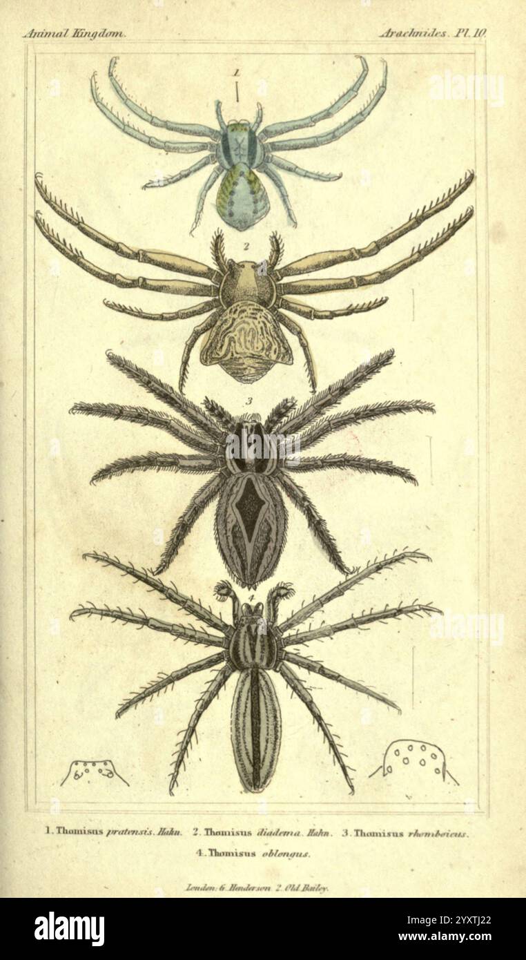 The, animal, kingdom, arranged, according, to, its, organization ...