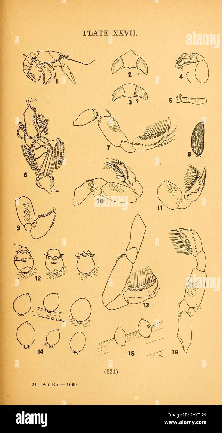 Showcasing various anatomical parts hi-res stock photography and images ...