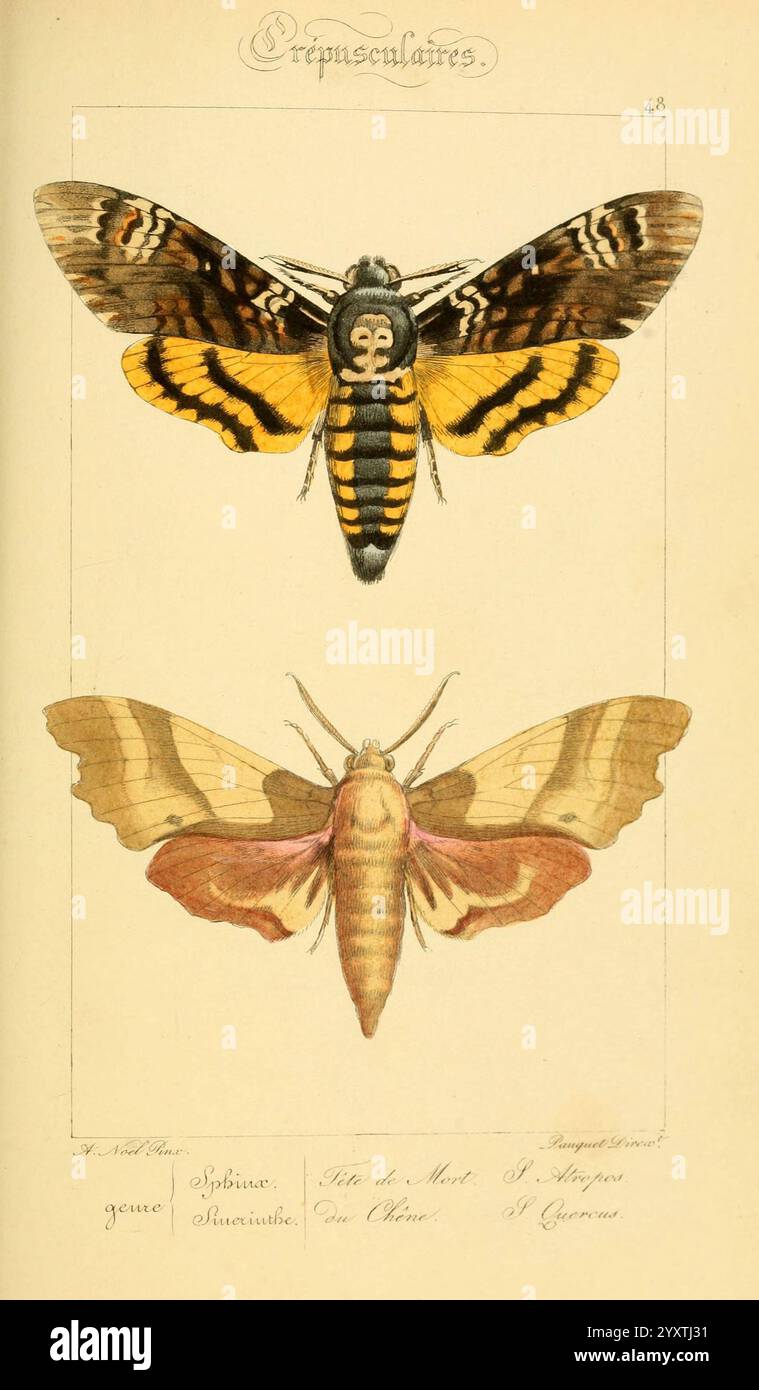 Lower moth displays hi-res stock photography and images - Alamy