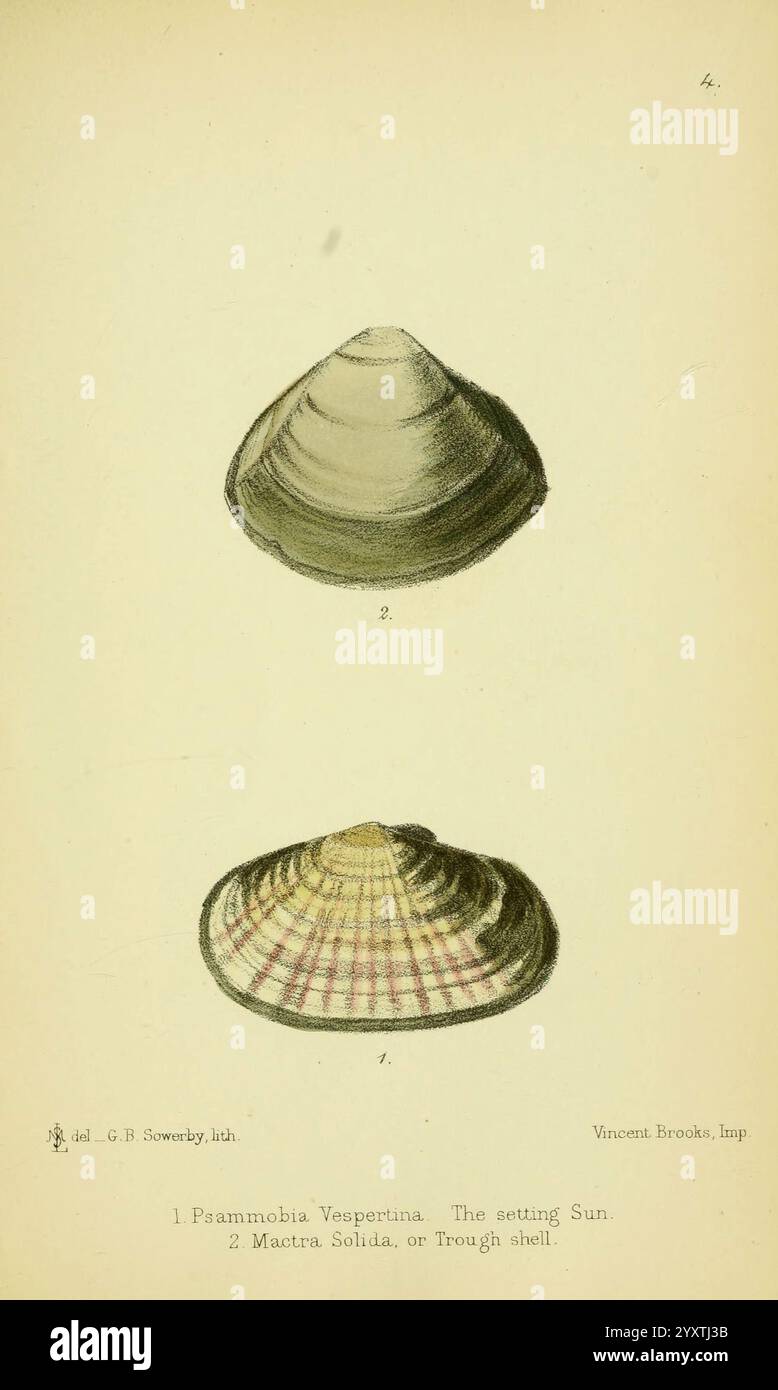 The edible Mollusca of Great Britain and Ireland London, L. Reeve & Co ...