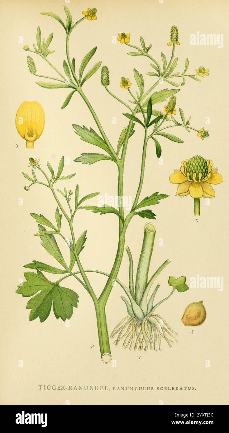 Bulbous underground structure hi-res stock photography and images - Alamy