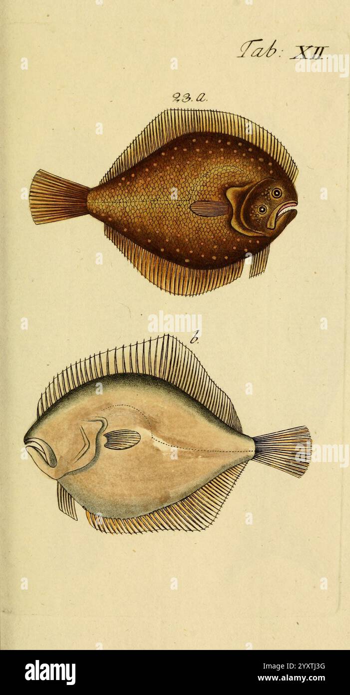 Flatfish displays hi-res stock photography and images - Alamy