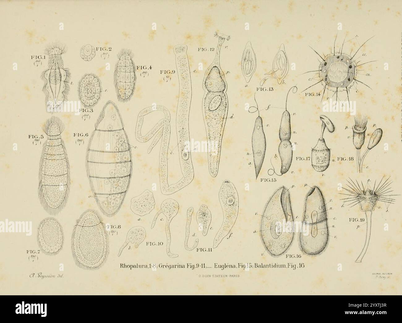 Understanding microscopic biology hi-res stock photography and images ...