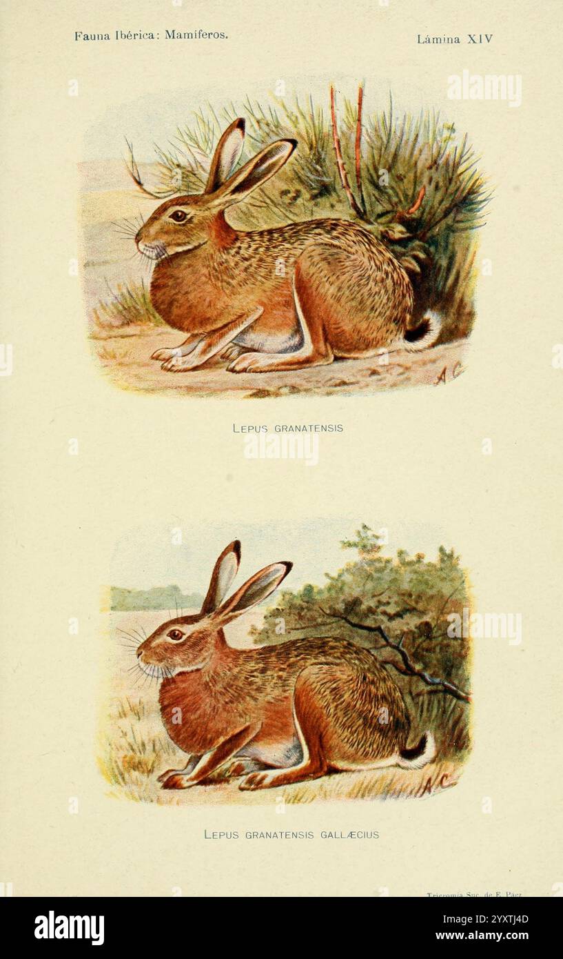 Fauna Iberica, Mamiferos Madrid, Museo Nacional de Ciencias Naturales ...