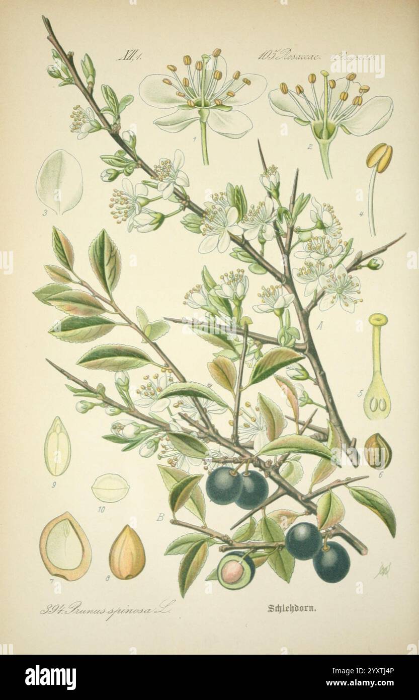 Prof. Dr. Thomé's Flora von Deutschland, Österreich und der Schweiz, in ...