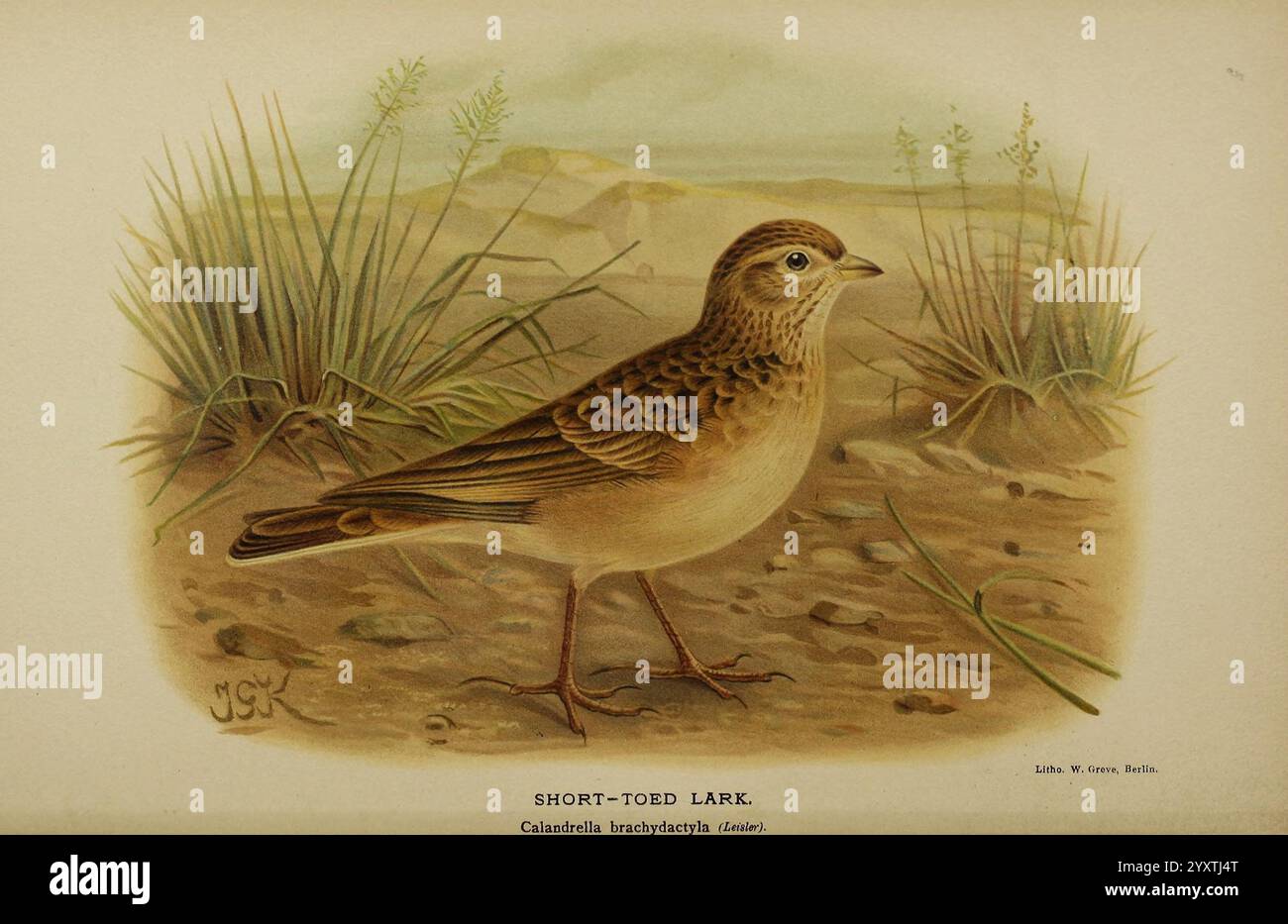 Short tailed lark stands hi-res stock photography and images - Alamy