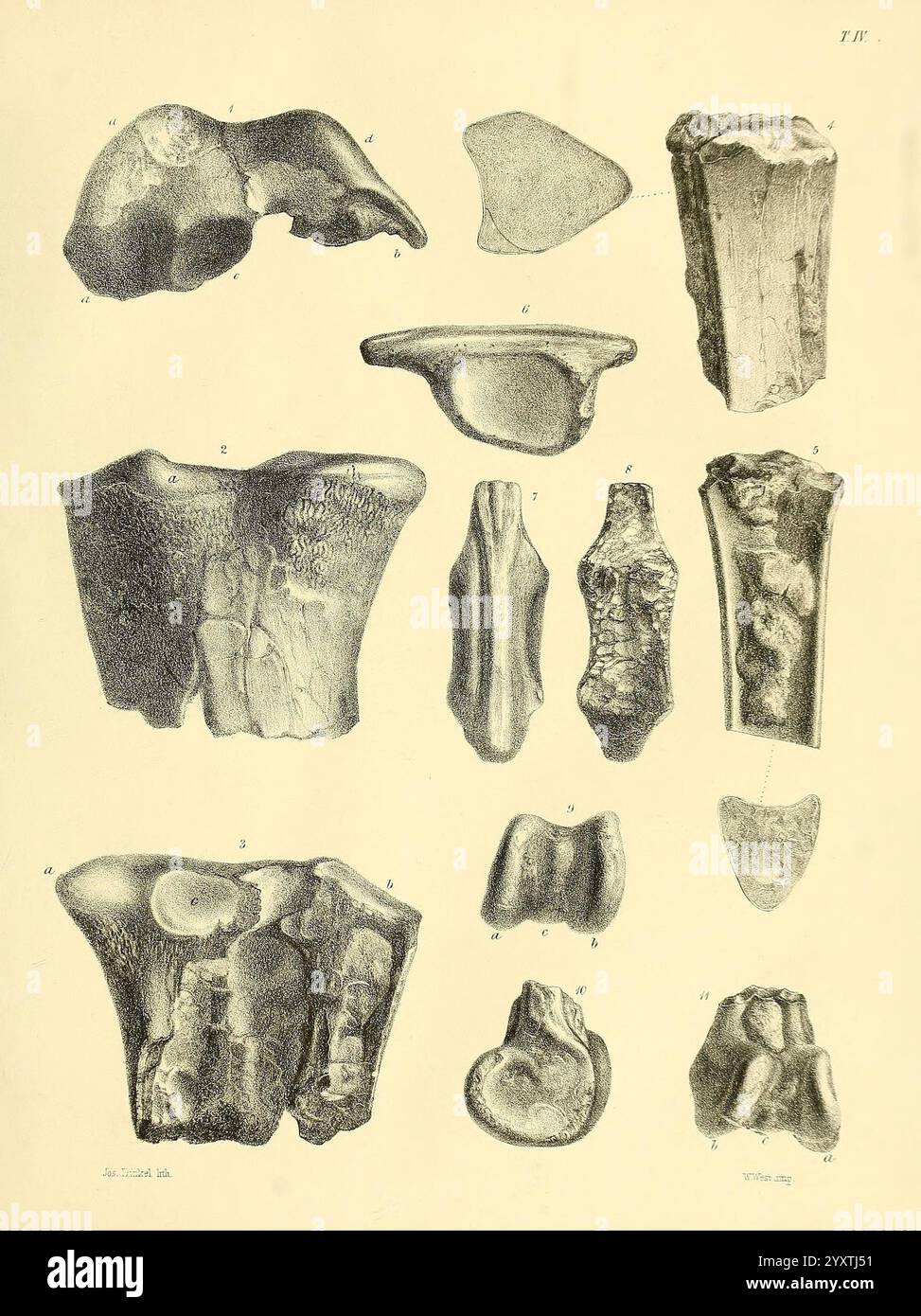A monograph on the fossil Reptilia of the Cretaceous formations, London ...