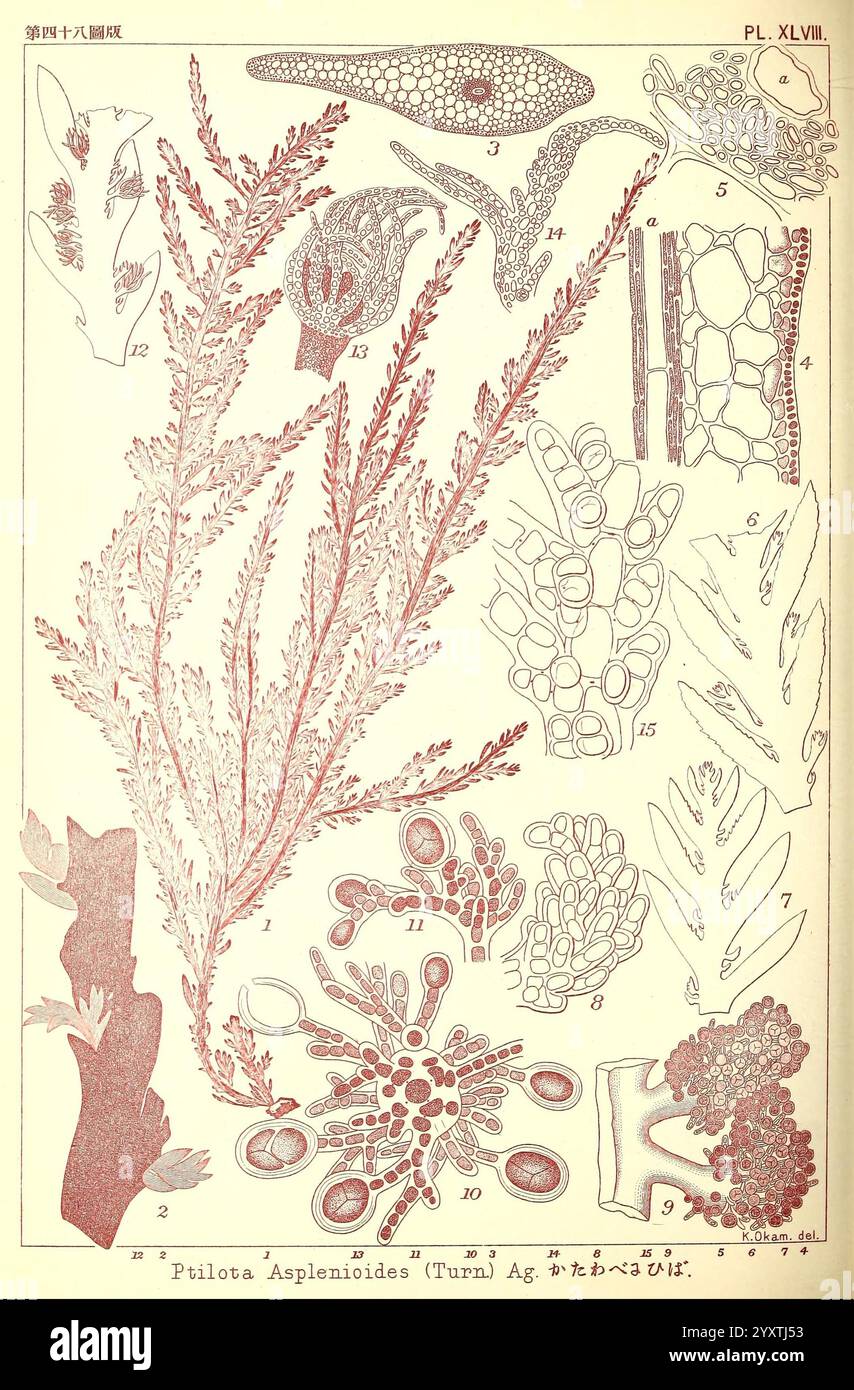 Ptilota asplenioides hi-res stock photography and images - Alamy
