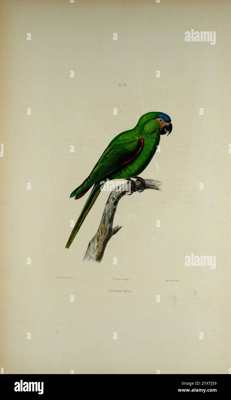 Iconographie des perroquets, Paris, P. Bertrand, 1857, bird, birds ...