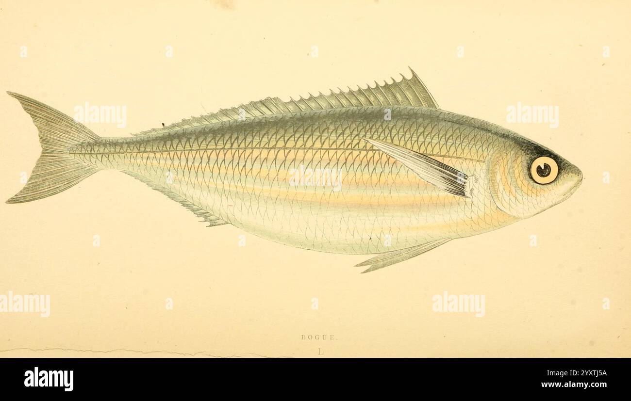 Engaging focal point hi-res stock photography and images - Alamy