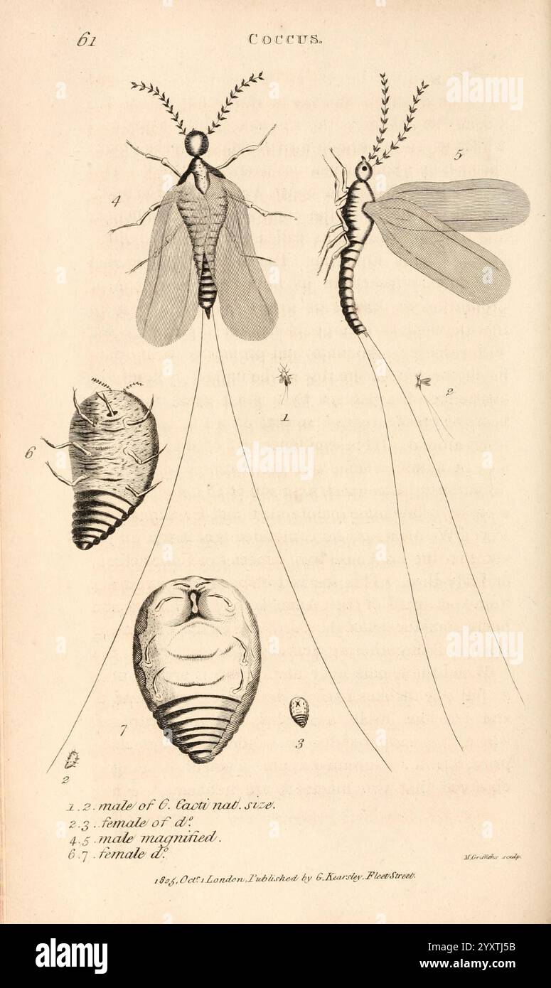 General zoology, or Systematic natural history London, Printed for G ...