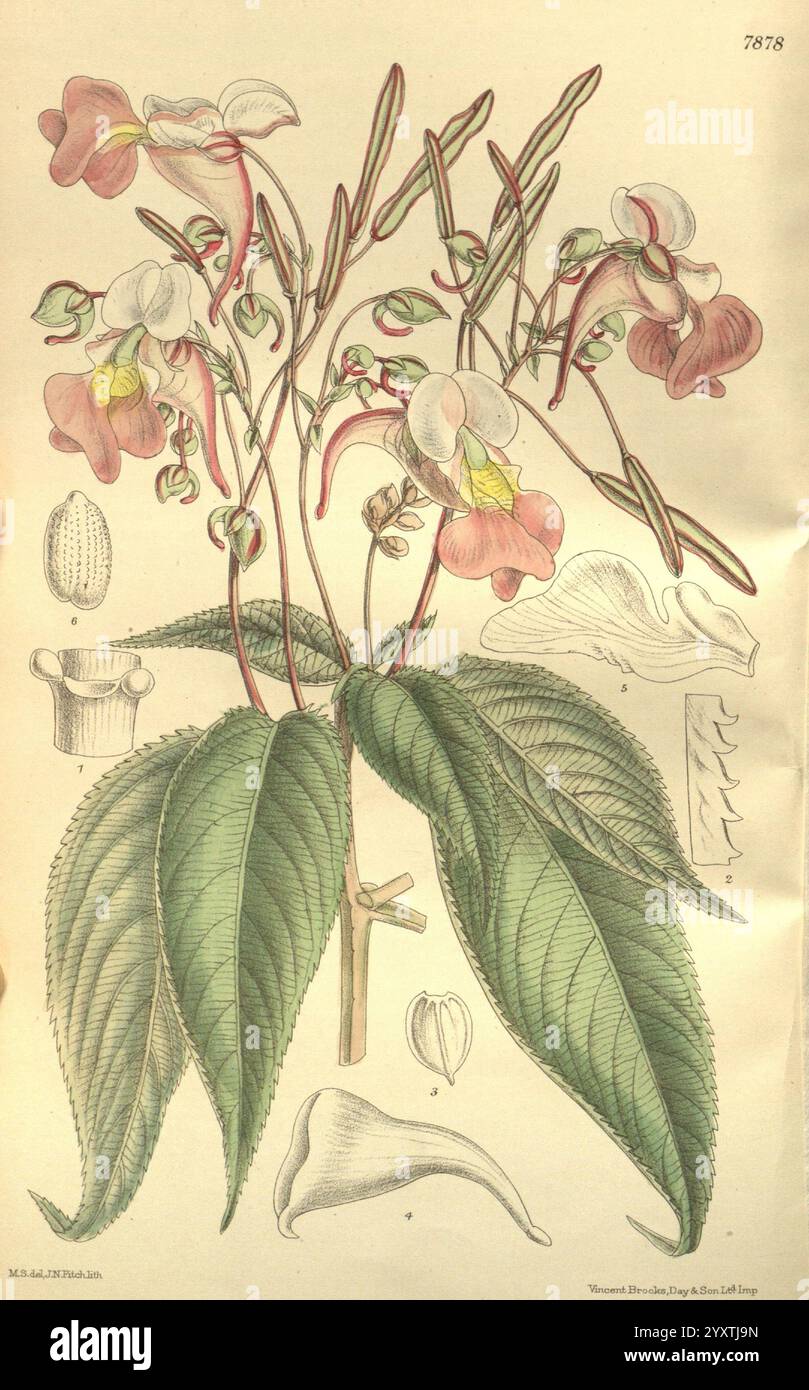 Various botanical annotations hi-res stock photography and images - Alamy