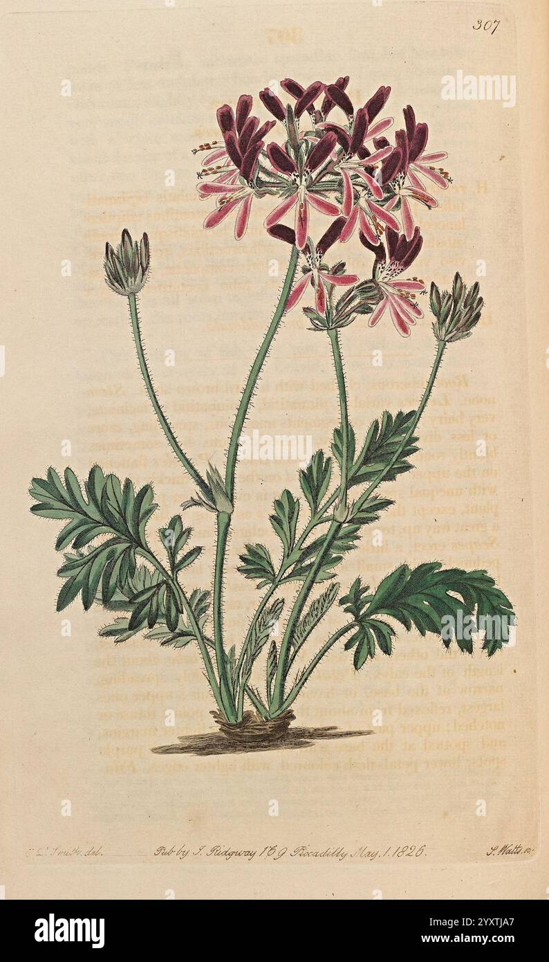 Geraniaceae, London, Printed for James Ridgway, Piccadilly, 1820-1830 ...