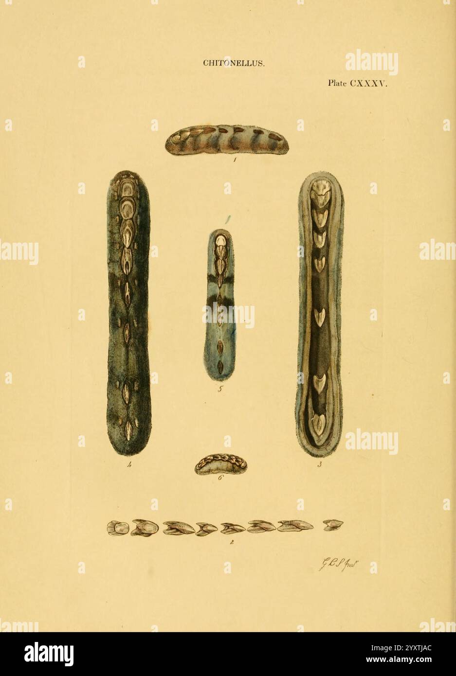Conchologia systematica, or Complete system of conchology London ...