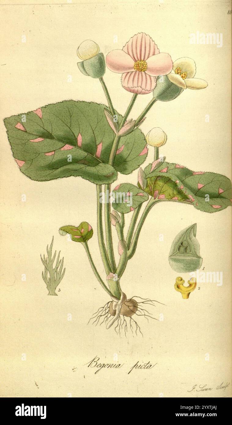 Begonia frida hi-res stock photography and images - Alamy