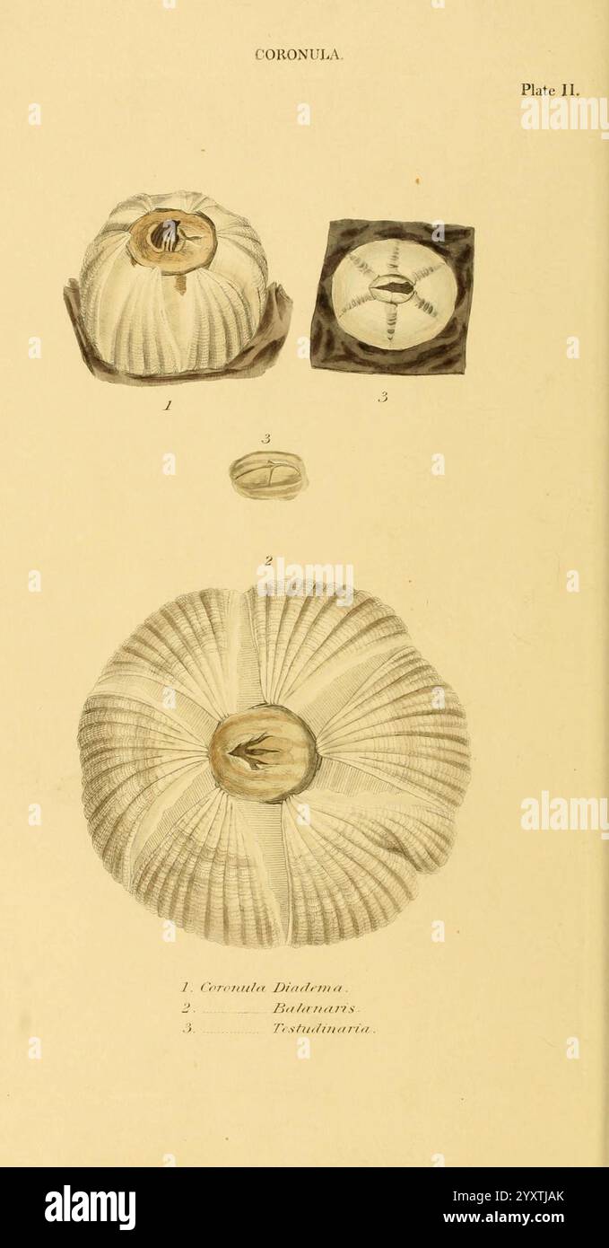 Conchologia systematica, or Complete system of conchology, London ...