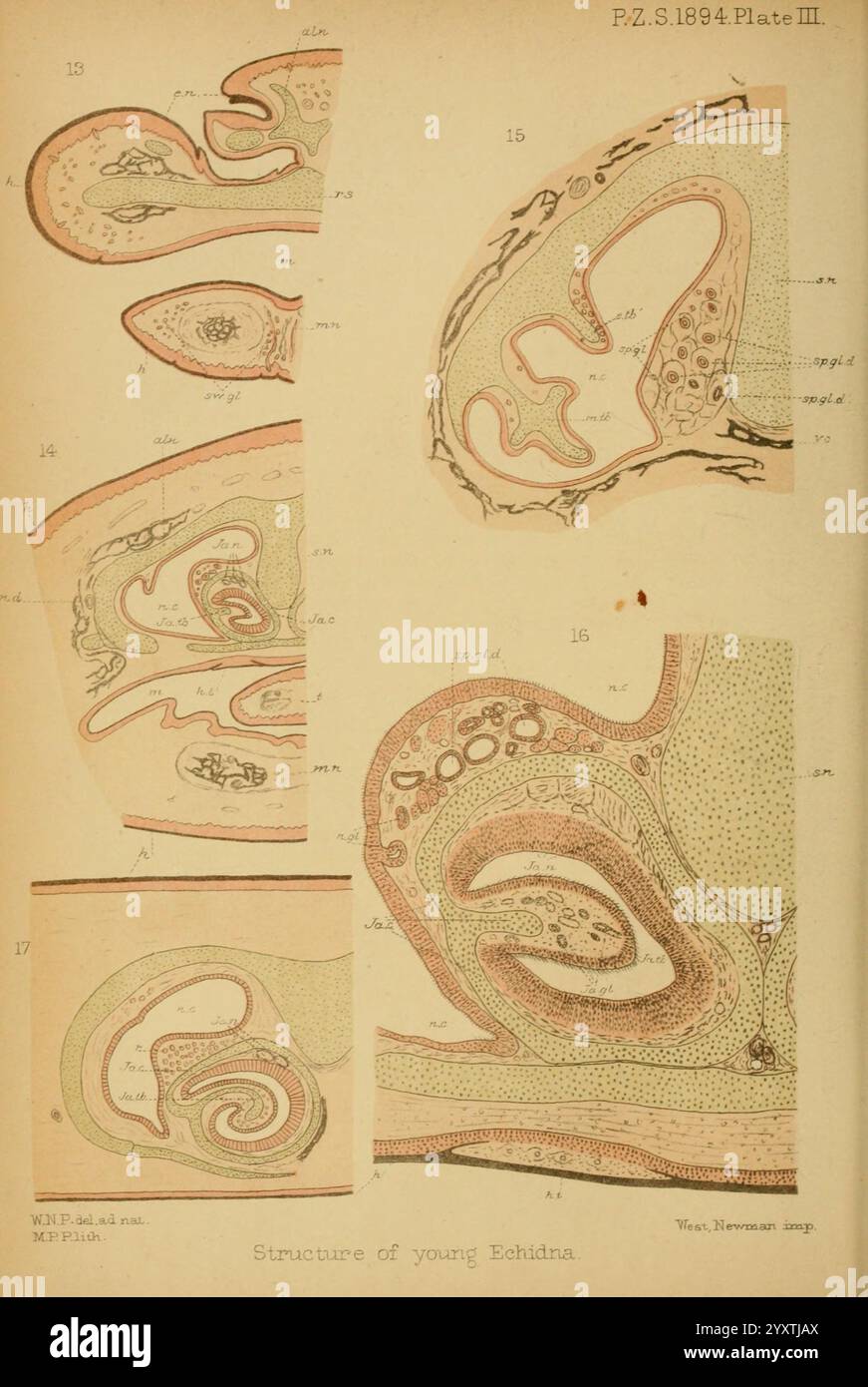 Labeled sections highlight various anatomical features hi-res stock ...