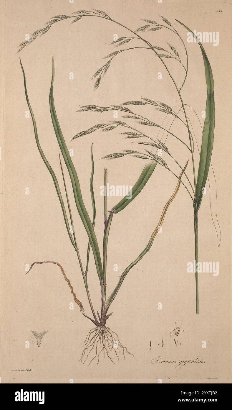 Grass species labeled hi-res stock photography and images - Alamy